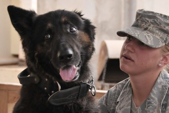Top 10 Military Dog Names For 2018 - iHeartDogs.com