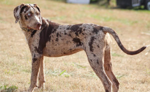 Official State Dogs Of The U.S. - iHeartDogs.com