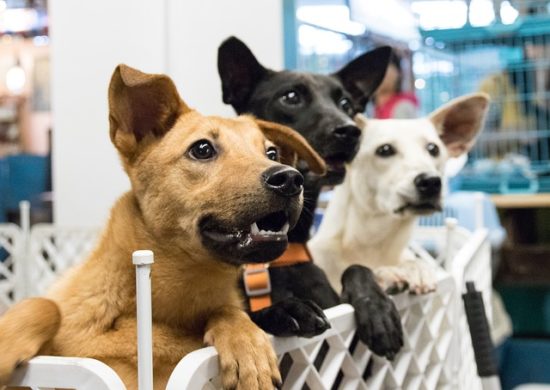 Official State Dogs Of The U.S. - iHeartDogs.com