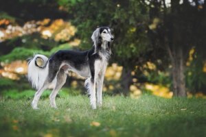 12 Most Elegant Dog Breeds: We Countdown The Dogs That Define Grace ...