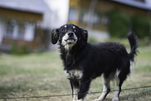 These 10 Canine Commandments Will Melt Your Heart - iHeartDogs.com