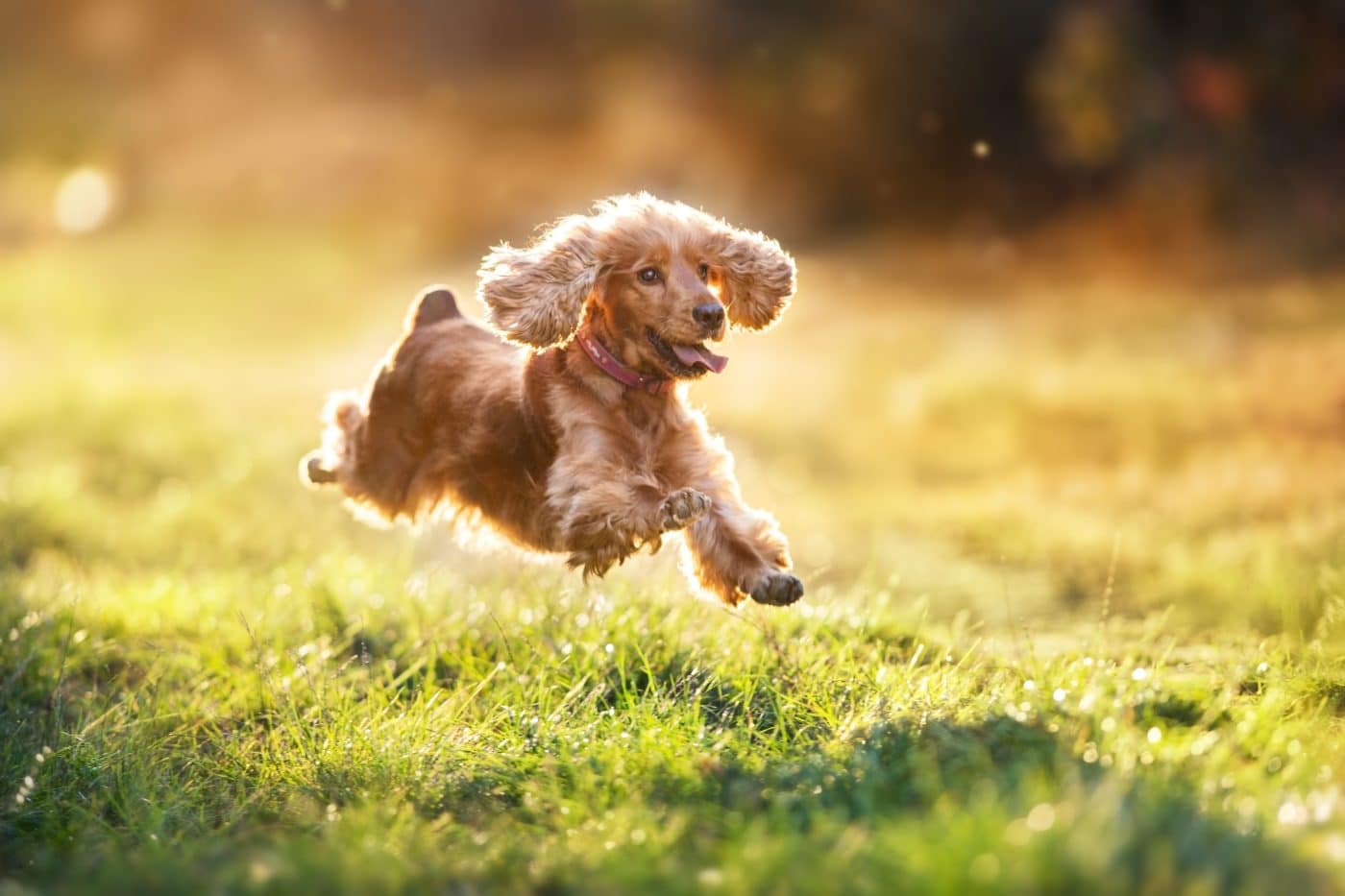 This Is What You Must Know About The Rainbow Bridge - iHeartDogs.com