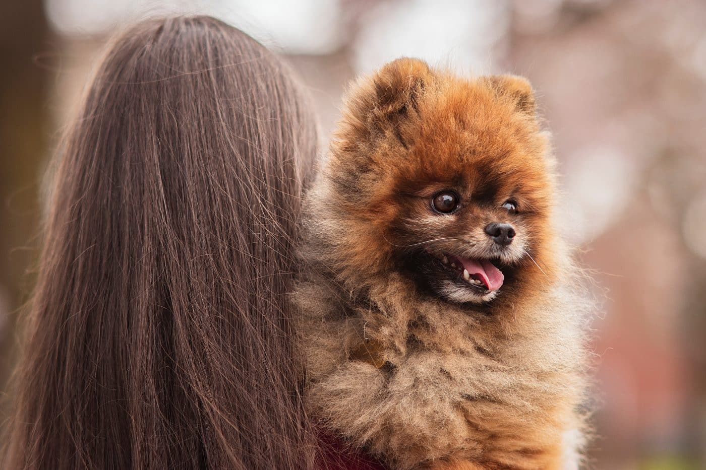 This Is What You Must Know About The Rainbow Bridge - iHeartDogs.com