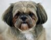 Is Your Dog's Burping Normal? Or A Warning Sign? - iHeartDogs.com