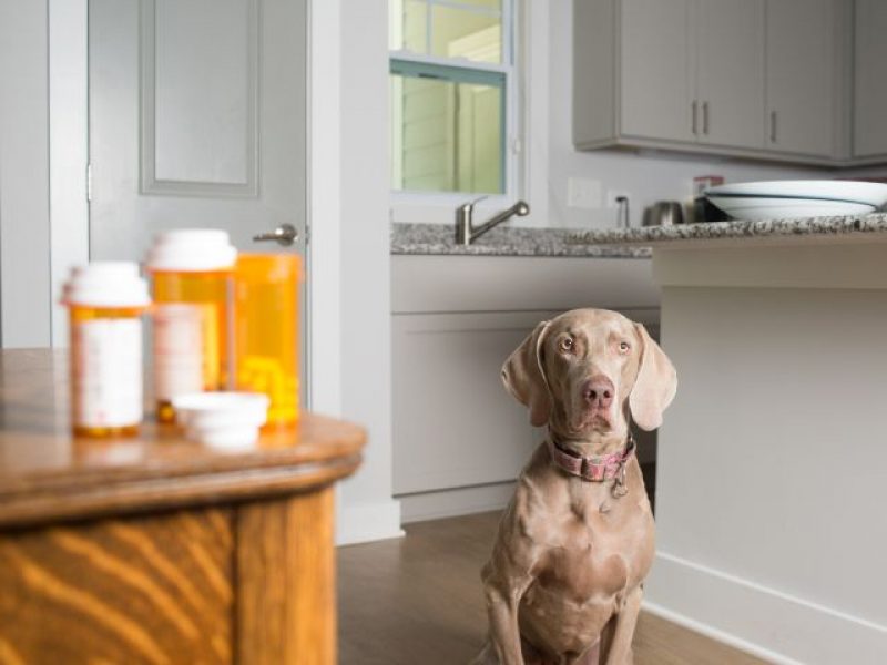 Protect Your Pup from These Top 10 Most Common Household Poisons ...