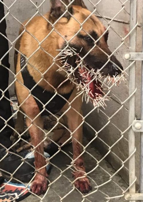 K9 Hero Pierced by Over 200 Porcupine Quills While Chasing Bad Guy ...