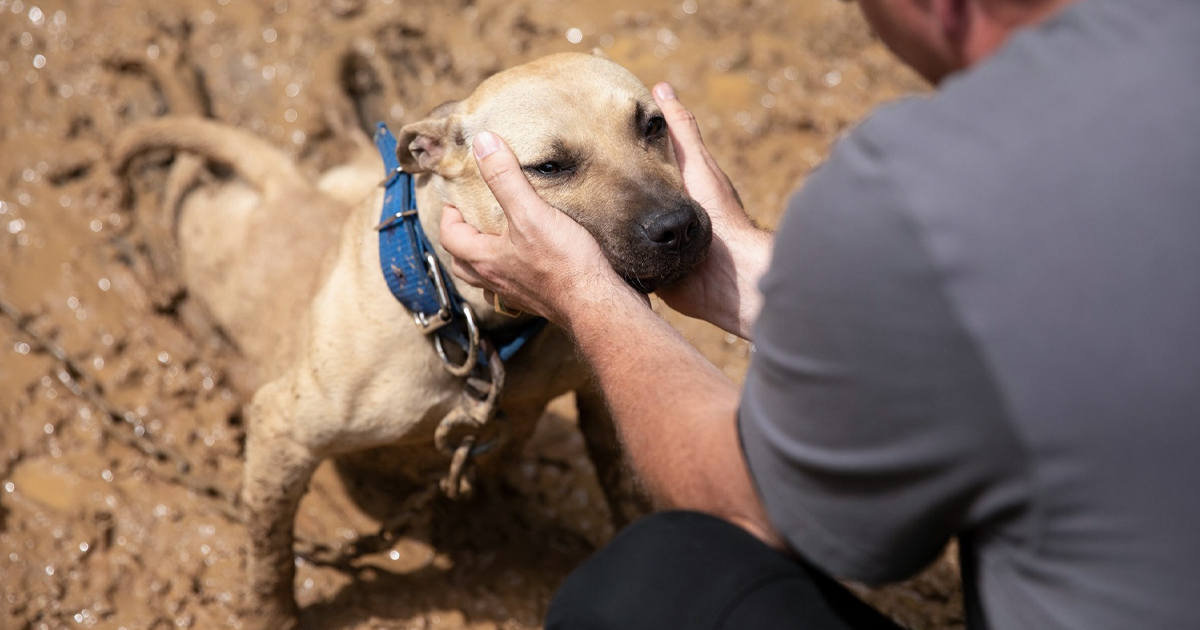 Dogs Forced Into Fighting Ring In Indiana Get A Second Chance ...