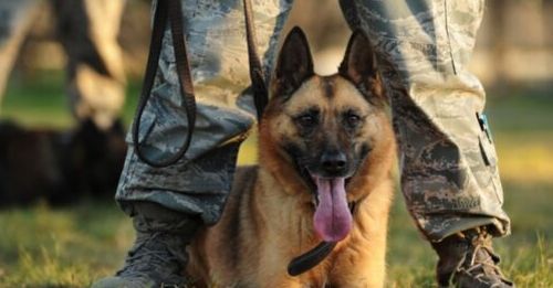 Retired Military Dogs Just Want A Family – Now You Can Give Them A ...