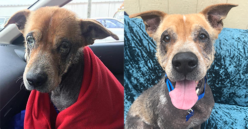 Update: Pup Who Lost His Fur To Neglect May Be "Less Adoptable," But ...