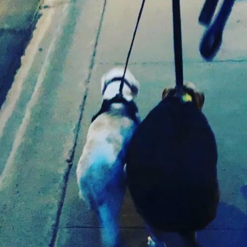 90-Pound Homeless Beagle Makes Jaw-Dropping Weight Loss Journey ...