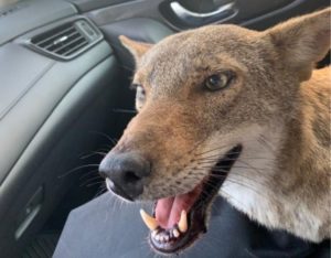 Woman Is Stunned When She Realizes She Just Rescued A Coyote ...