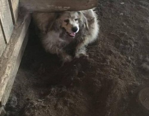 Dog Trapped In Barn For 6 Years Gets A New Life & Extreme Makeover ...