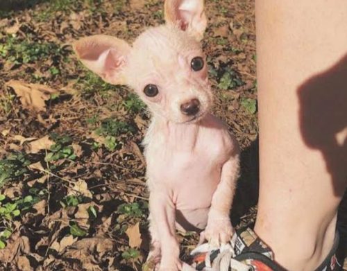 A Tiny Hairless Puppy Shows Up At The Shelter With A Need To Cuddle ...