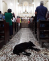 Brazilian Priest Brings Stray Dogs To Mass To Get Them Adopted ...