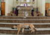 Brazilian Priest Brings Stray Dogs To Mass To Get Them Adopted ...