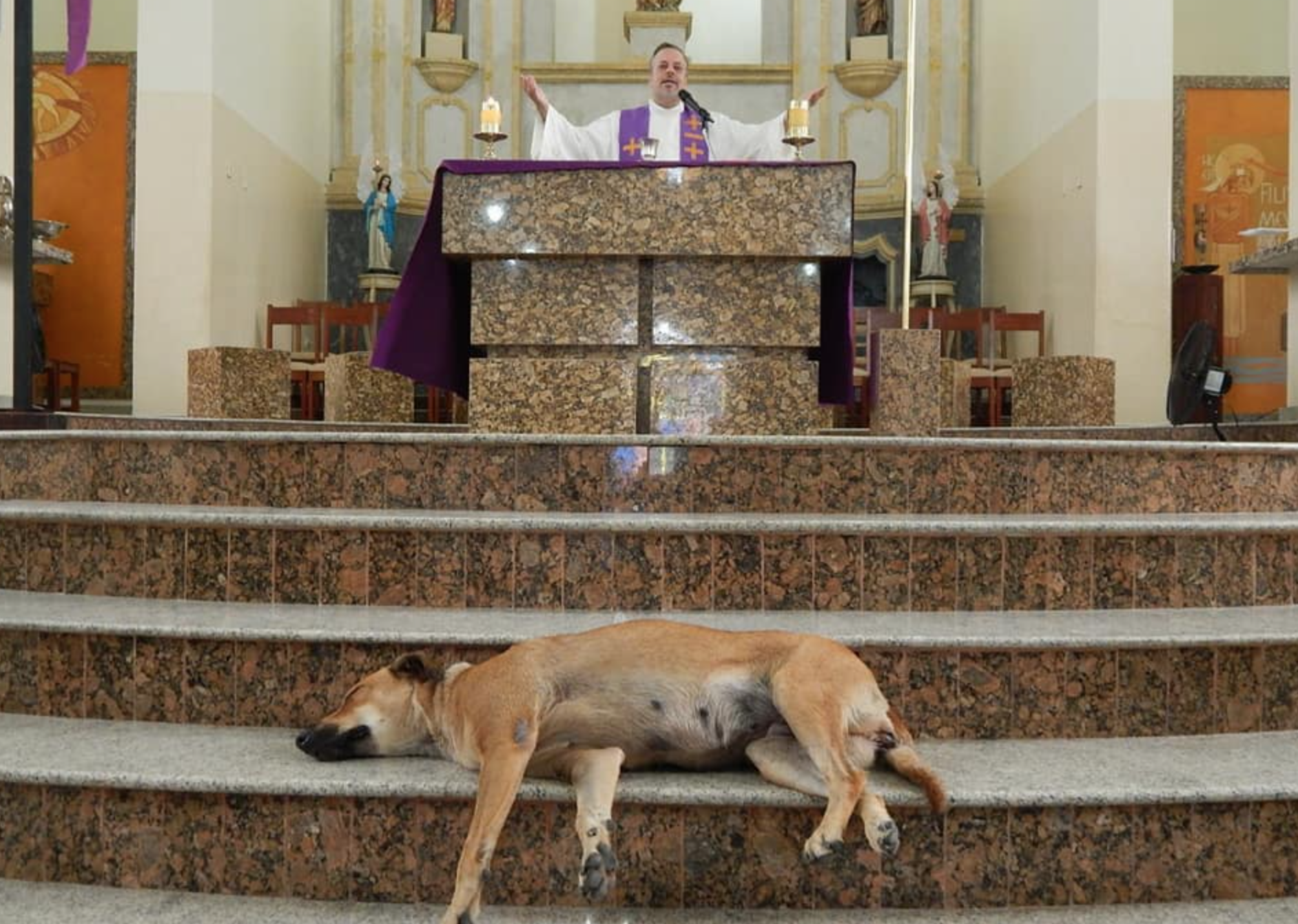 Brazilian Priest Brings Stray Dogs To Mass To Get Them Adopted ...
