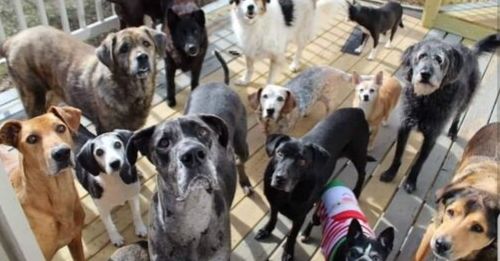 This Special Center Is A Haven For Senior Dogs To Live Out Their Days ...