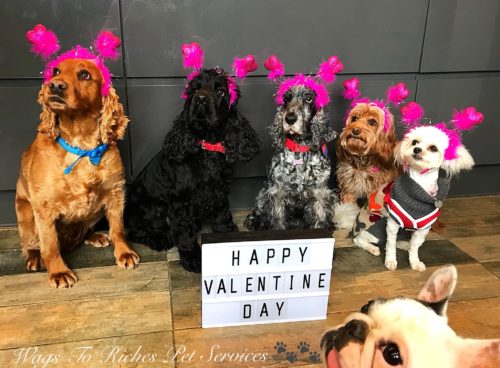 Sorry, But This All Dog Nativity Play Is Better Than Yours - iHeartDogs.com