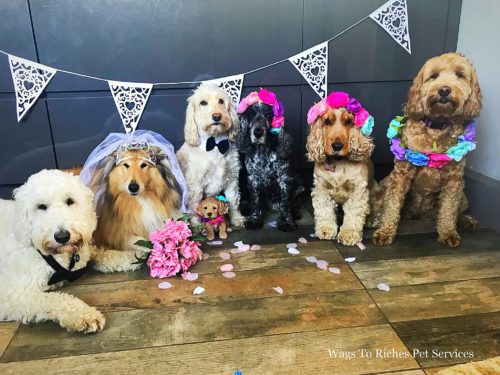 Sorry, But This All Dog Nativity Play Is Better Than Yours - iHeartDogs.com