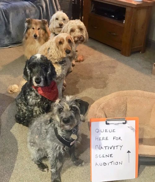 Sorry, But This All Dog Nativity Play Is Better Than Yours - iHeartDogs.com