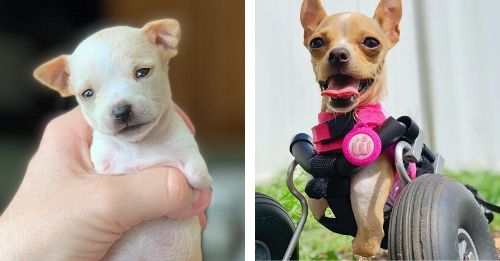 Tiny Two-Legged Puppy Has A Need For Speed In Her Custom Wheels ...