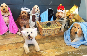Sorry, But This All Dog Nativity Play Is Better Than Yours - iHeartDogs.com