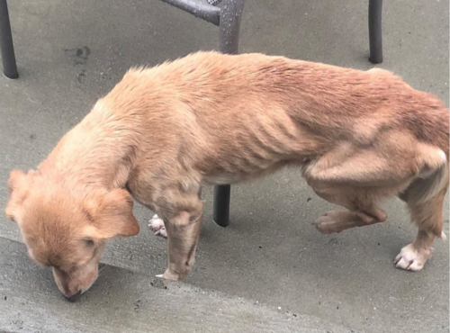 Injured Stray Wanders Through Open Door & Finds Her Forever Home ...