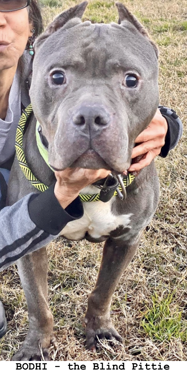 You & Transport Northwest Saved A Blind Pit Bull’s Life | Whisker Therapy