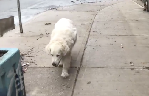 Grieving Dad Takes Senior Dog With Cancer On One Last Walk To Vet ...