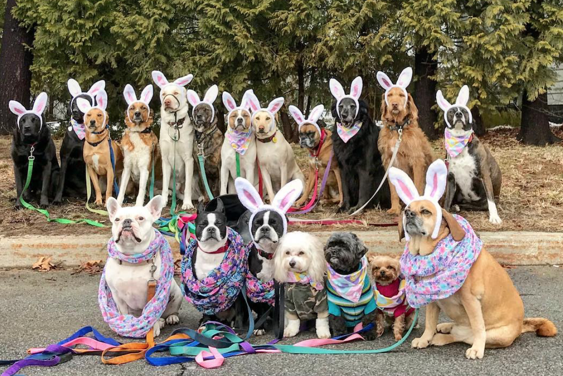 N.Y. Dog Walkers Take The Most Epic "Pack" Photos - iHeartDogs.com