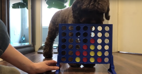Dog Wins Connect 4 Game Against His Mom - iHeartDogs.com