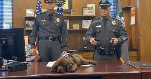 Sleepy Police Pup Naps Through His Entire Swearing-In Ceremony ...