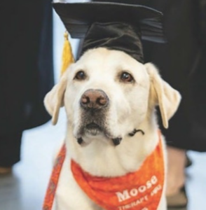 Therapy Dog Awarded Honorary Doctorate Degree In Veterinary Medicine ...