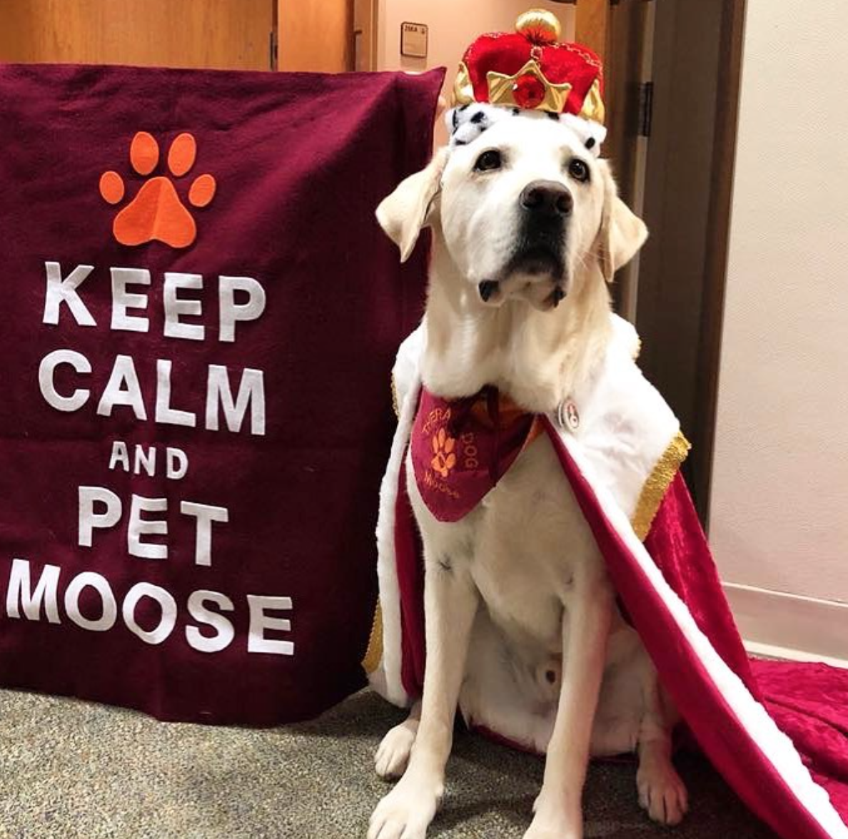 Therapy Dog Awarded Honorary Doctorate Degree In Veterinary Medicine ...