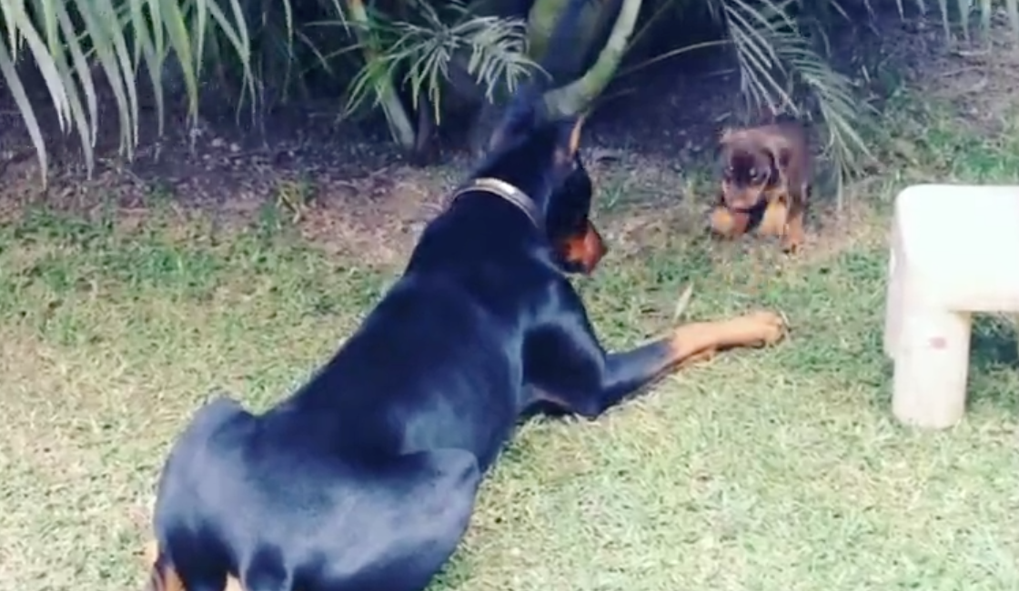 It's Puppy Vs. Adult Doberman In This Adorable Video - iHeartDogs.com