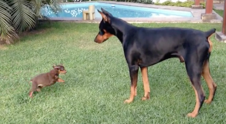 It's Puppy Vs. Adult Doberman In This Adorable Video - iHeartDogs.com