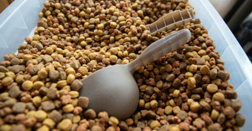 7 Surprising Things To Know About Kibble - iHeartDogs.com