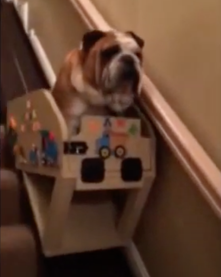 Senior Bulldog Gets His Own Personal Stairlift - iHeartDogs.com