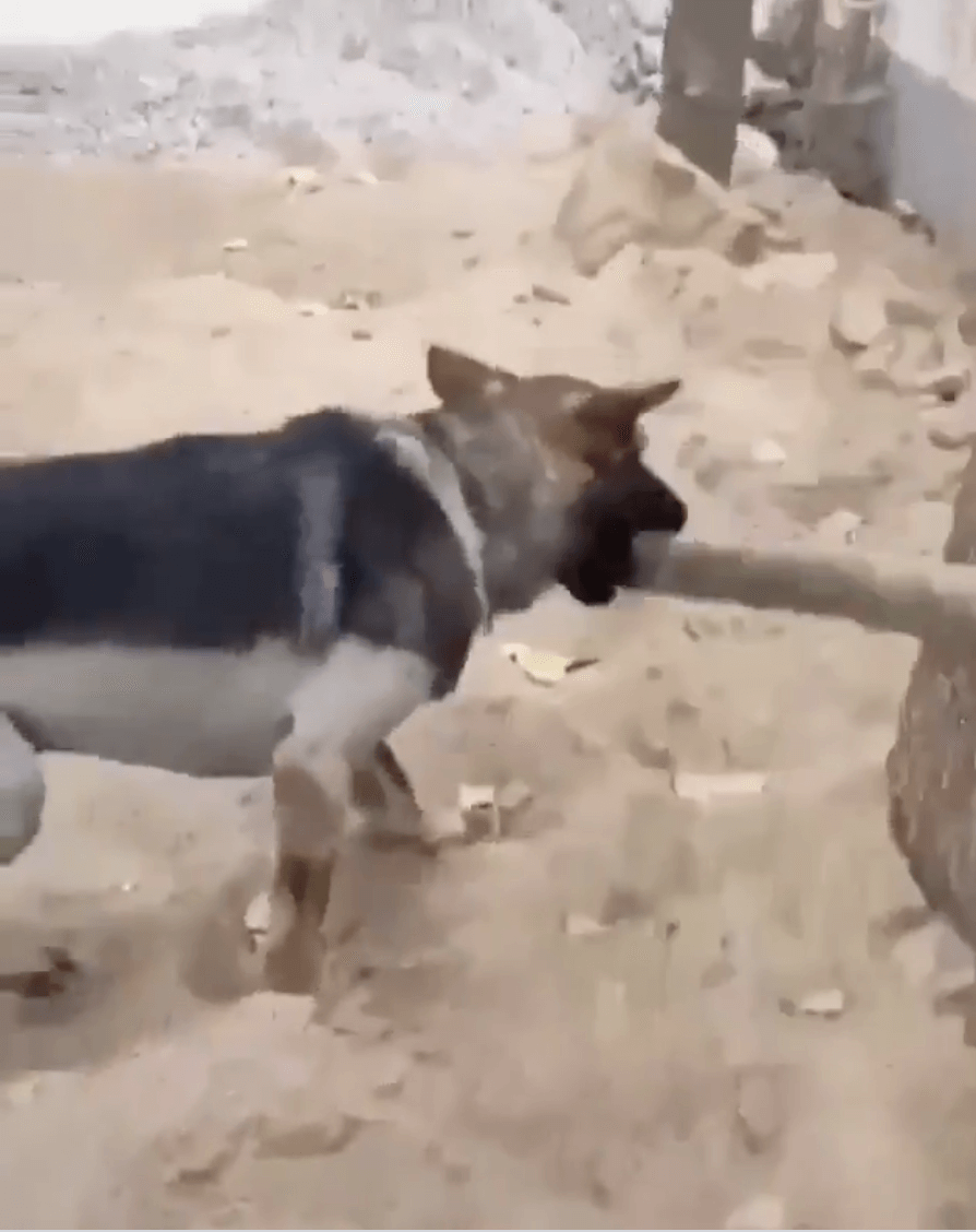 Dog Moves Objects From Blind Person's Path - iHeartDogs.com