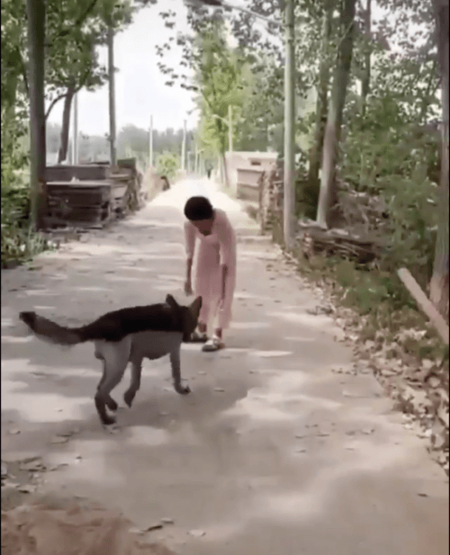 Dog Moves Objects From Blind Person's Path - iHeartDogs.com