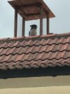 Family Builds Rooftop Lookout For Their Watchful Dog - iHeartDogs.com
