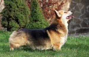 13 Dog Breeds That Shed the Most in 2026 (With Grooming Tips for Each ...