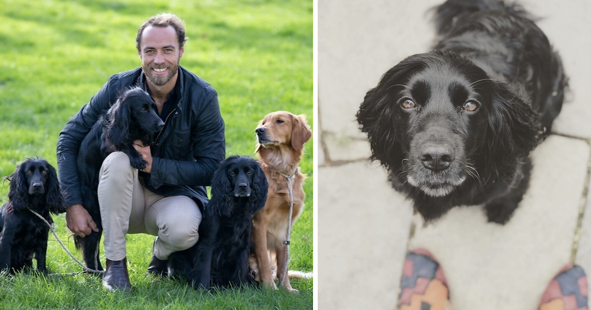 James Middleton Owes His Life To His Cocker Spaniel Named Ella ...