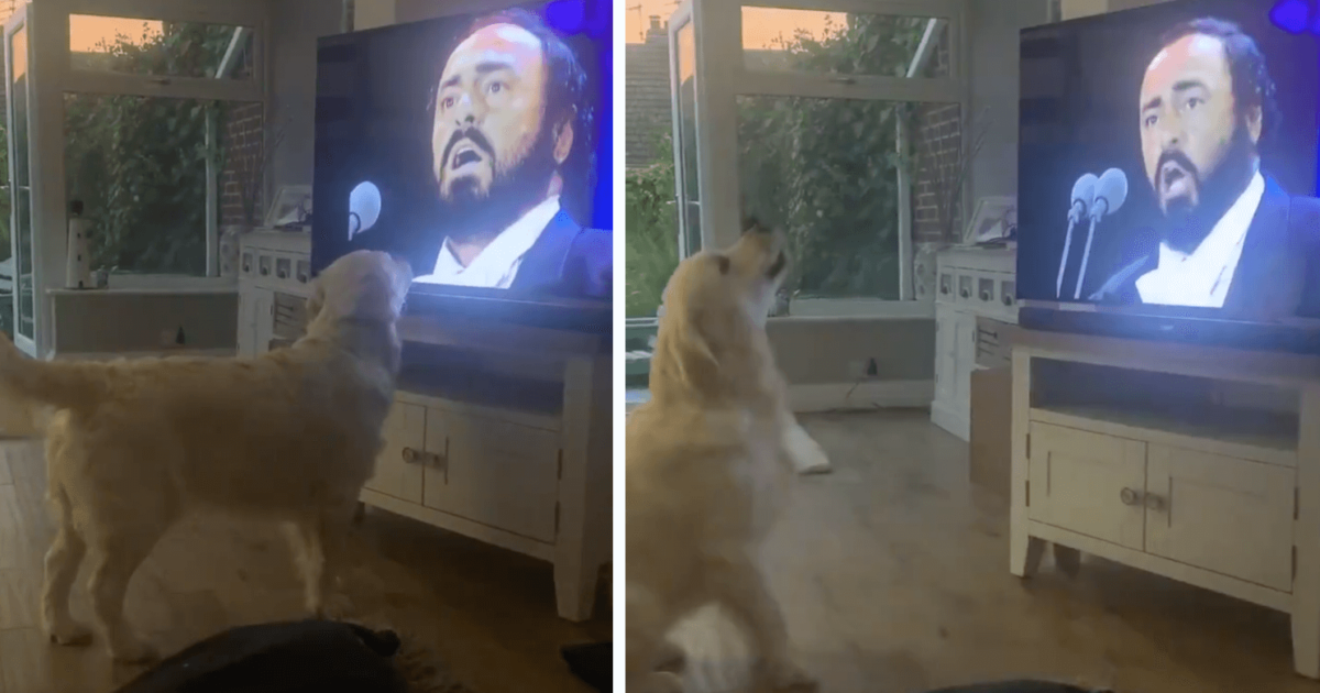 Dog Sings Emotional Duet Along With Opera On TV - iHeartDogs.com