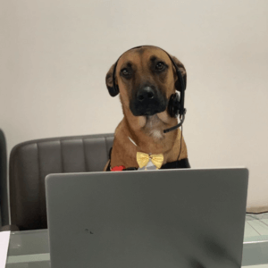 Hyundai Dealership Decides To Adopt Stray Dog Who Kept Visiting Them ...