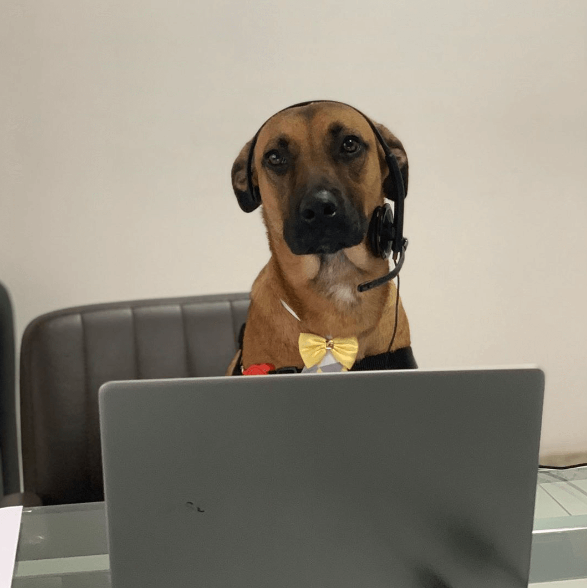 Hyundai Dealership Decides To Adopt Stray Dog Who Kept Visiting Them ...