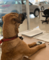 Hyundai Dealership Decides To Adopt Stray Dog Who Kept Visiting Them ...