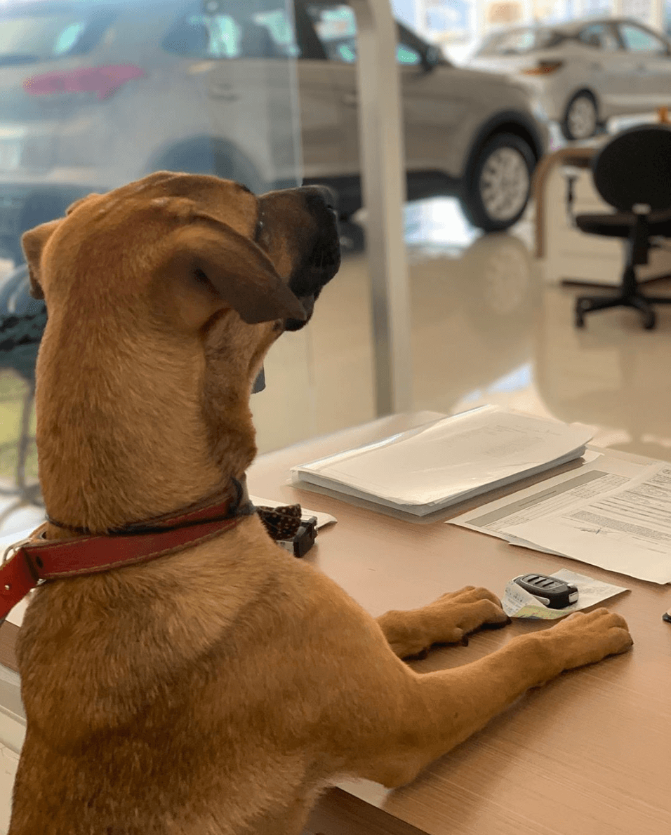Hyundai Dealership Decides To Adopt Stray Dog Who Kept Visiting Them ...