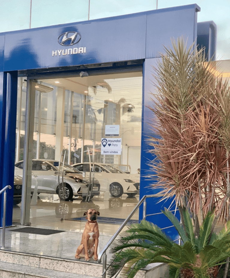 Hyundai Dealership Decides To Adopt Stray Dog Who Kept Visiting Them ...