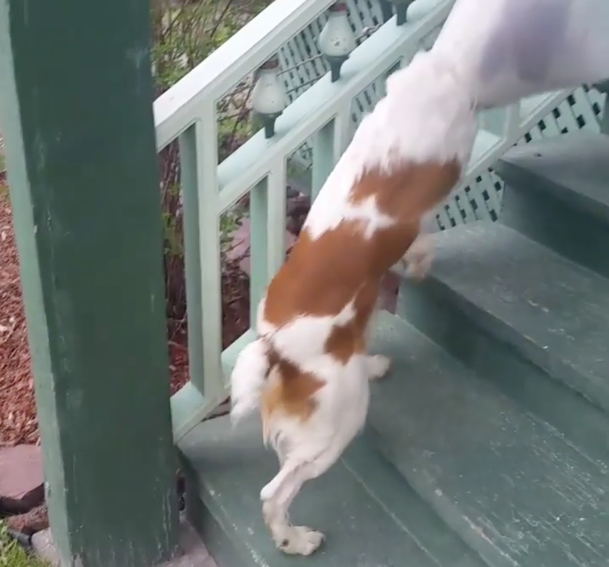 Three-Legged Dog Hit By Van Learns To Walk Upright - iHeartDogs.com